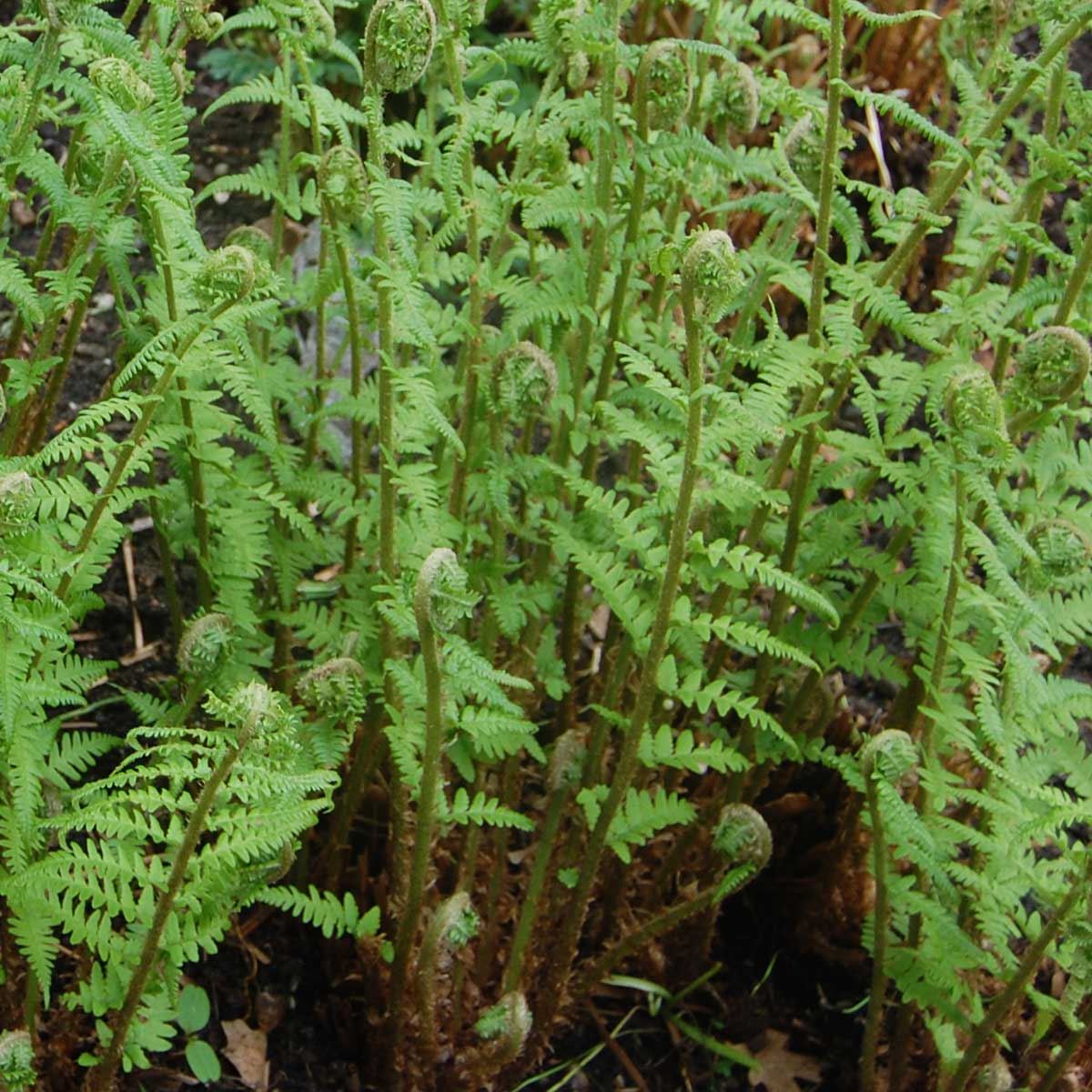 paprat,prava paprat, navala. Ljekovite biljke