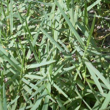 Proizvodi označeni s 'pir'. Ljekovite biljke