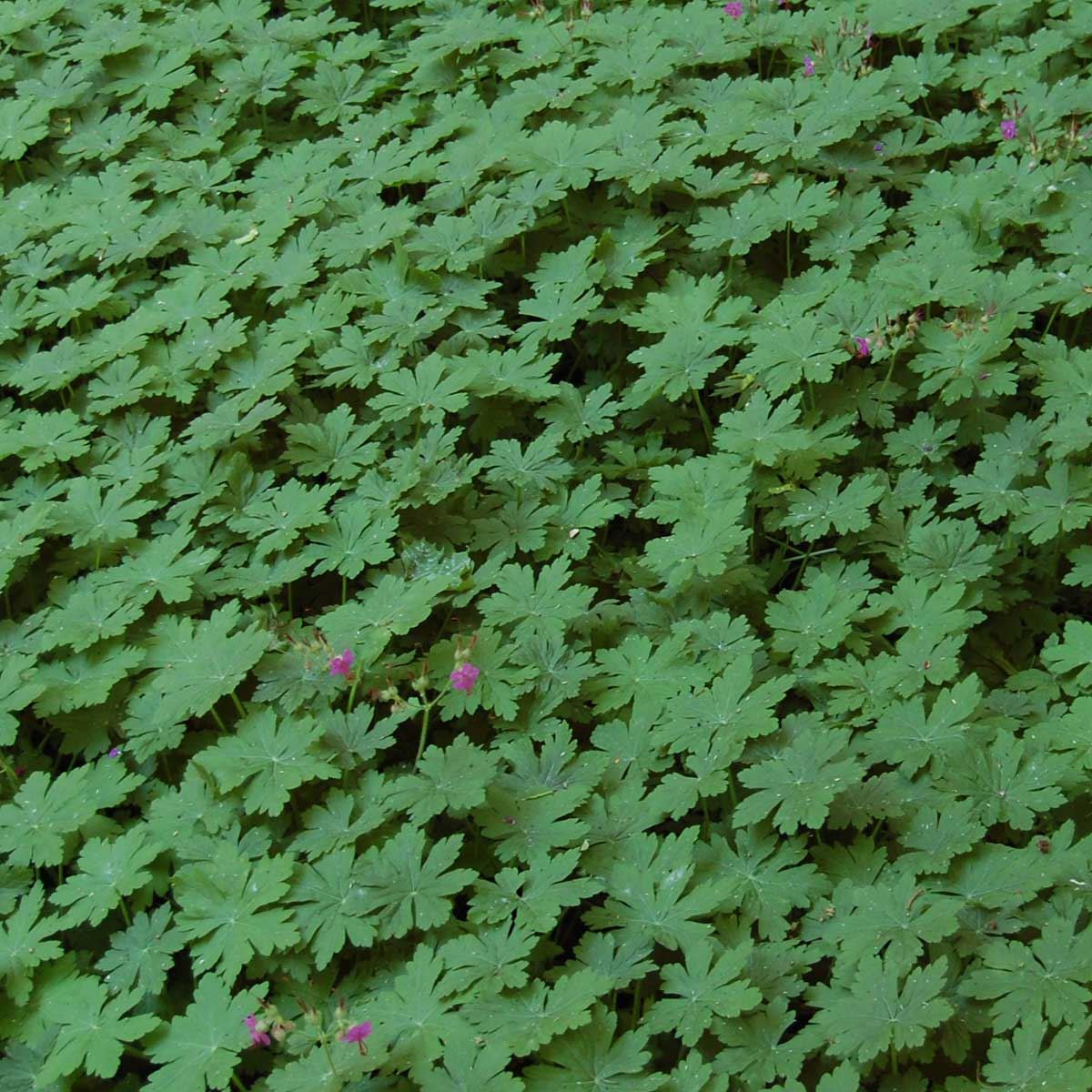 zdravac,zdravac, geranijum, iglica. Ljekovite biljke