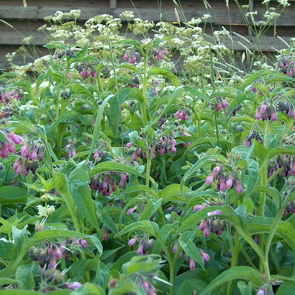 gavez, crni gavez, volujski jezik. Ljekovite biljke